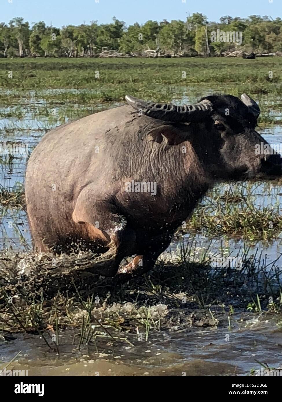 Jumping buffalo hi-res stock photography and images - Alamy