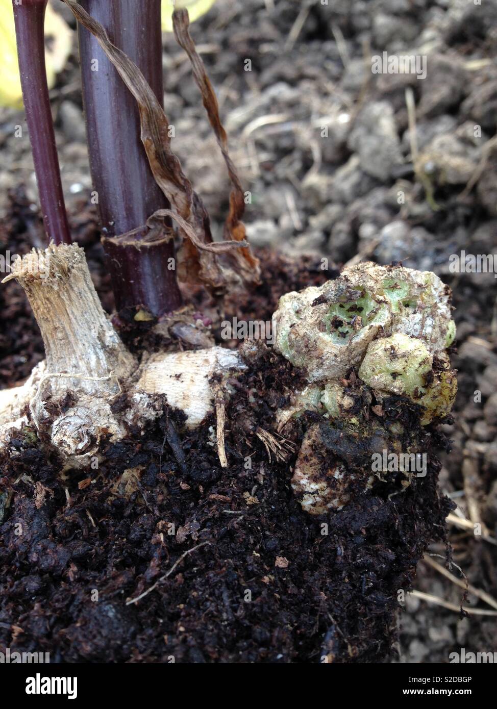 Dahlia tuber hi-res stock photography and images - Alamy