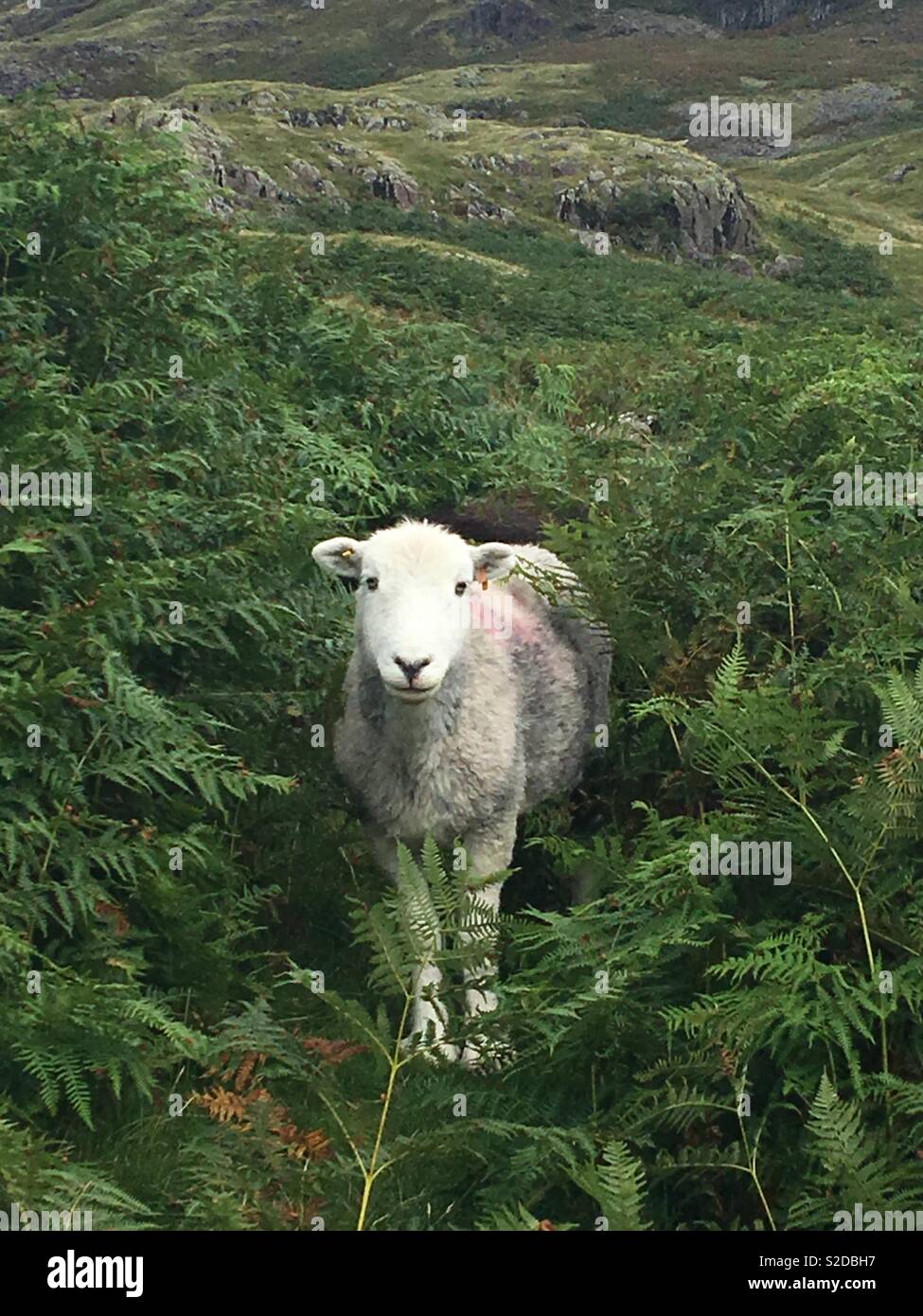 Sheep on mountain side hi-res stock photography and images - Alamy