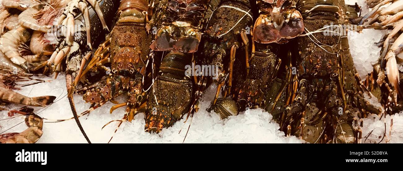 Sea life on display Stock Photo - Alamy