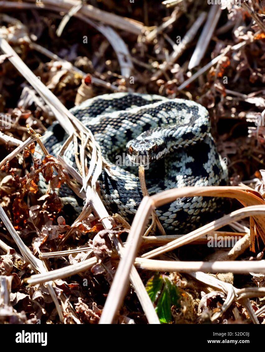 Viper adder hi-res stock photography and images - Alamy