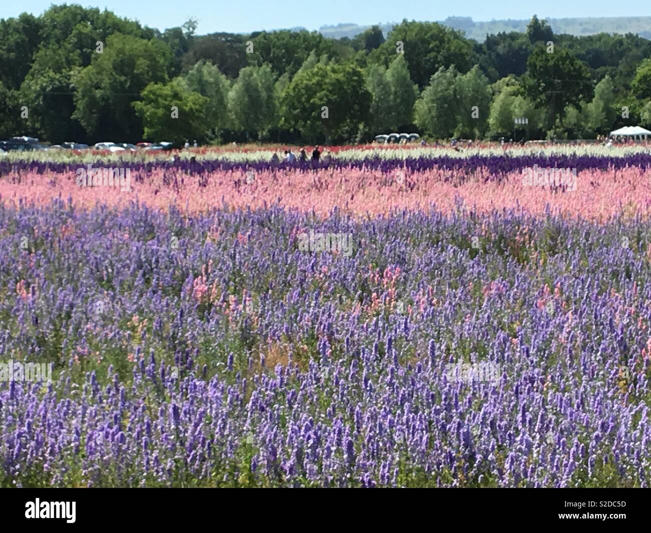 Confetti flowers hi-res stock photography and images - Alamy