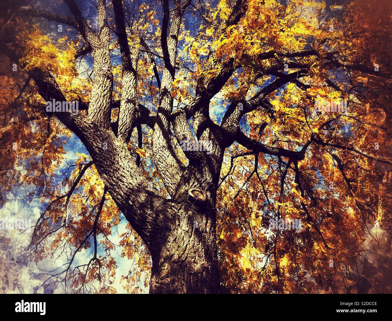 Walnut tree in hi-res stock photography and images - Alamy