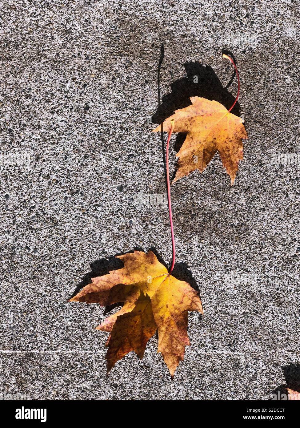 Leaf after leaf here comes the fall Stock Photo - Alamy