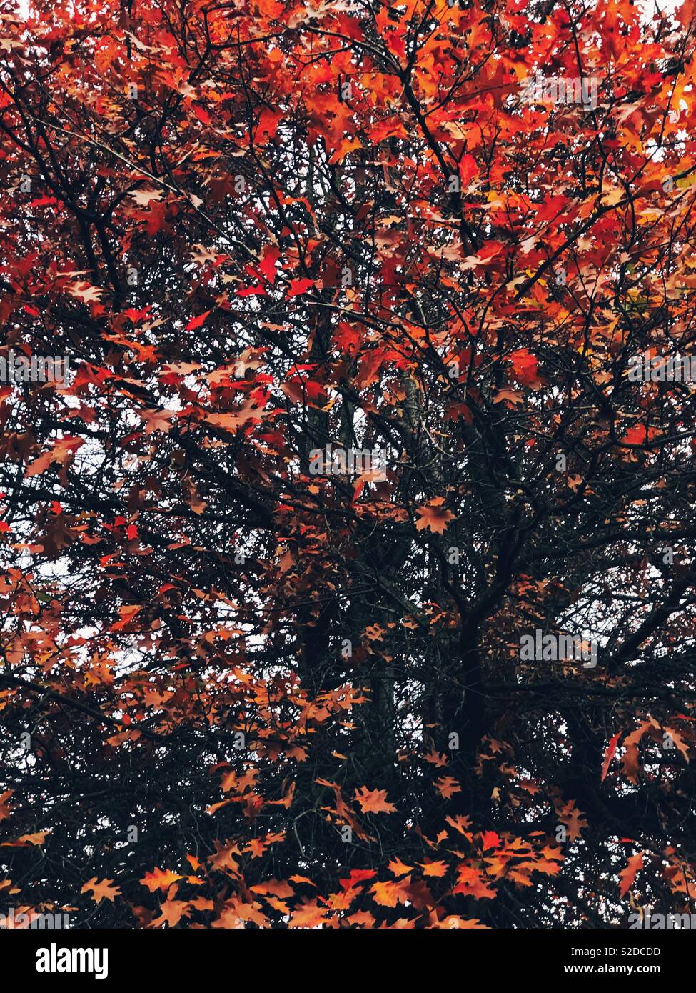 Fall is here Stock Photo - Alamy