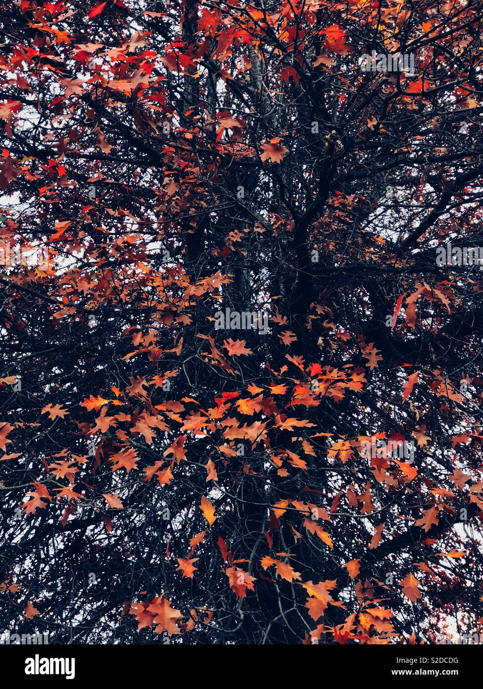 Red maple tree in the fall Stock Photo - Alamy