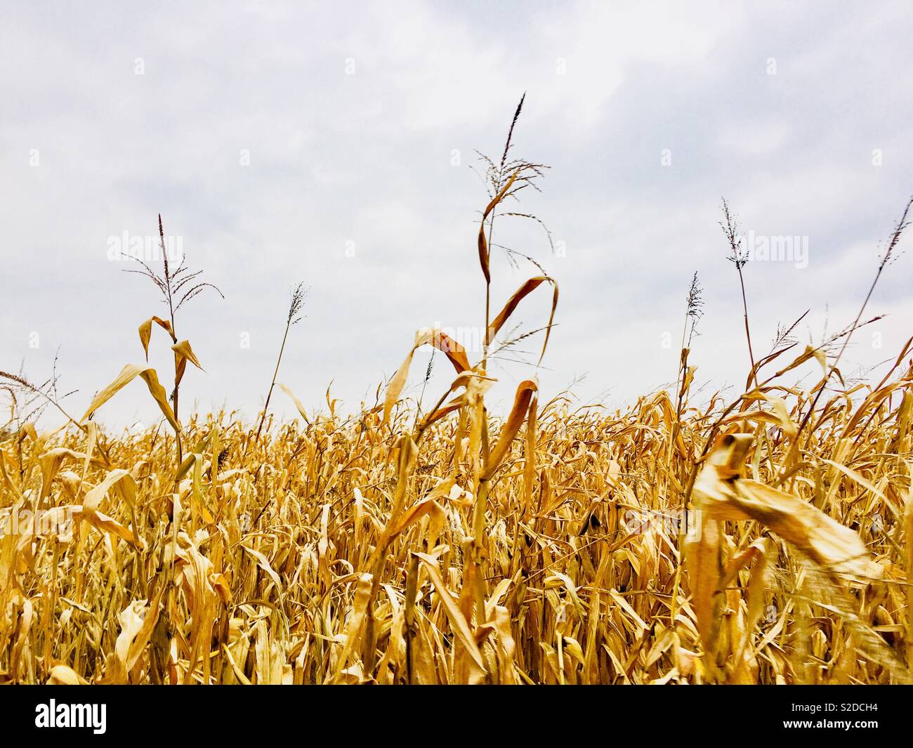 Corn stalks tassels hi-res stock photography and images - Alamy