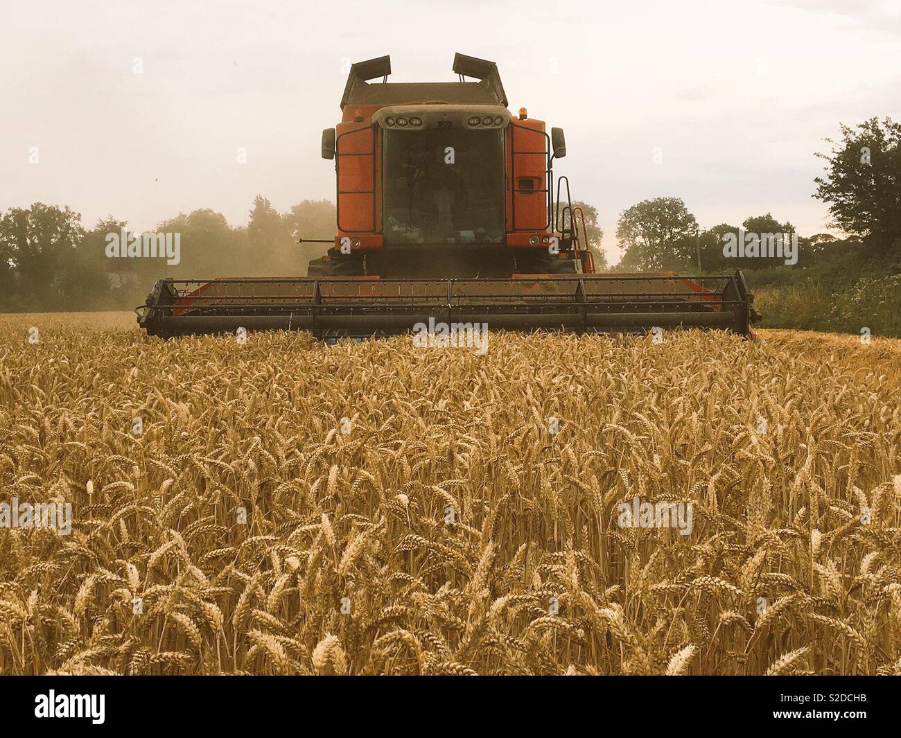 Harvest Time, combining winter wheat Stock Photo - Alamy