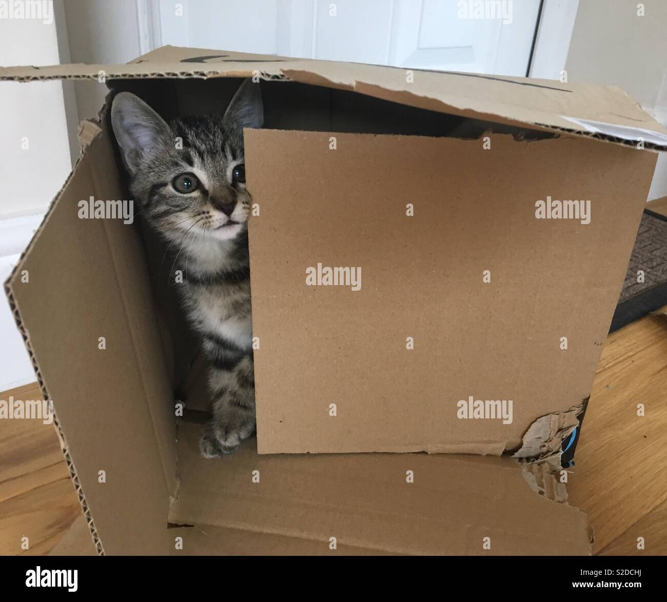 Hiding in box hi-res stock photography and images - Alamy
