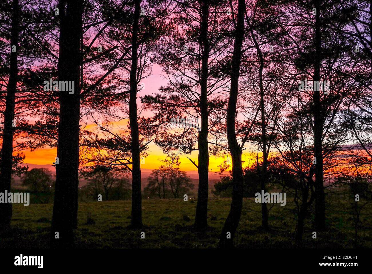 Sunset through the trees Stock Photo - Alamy