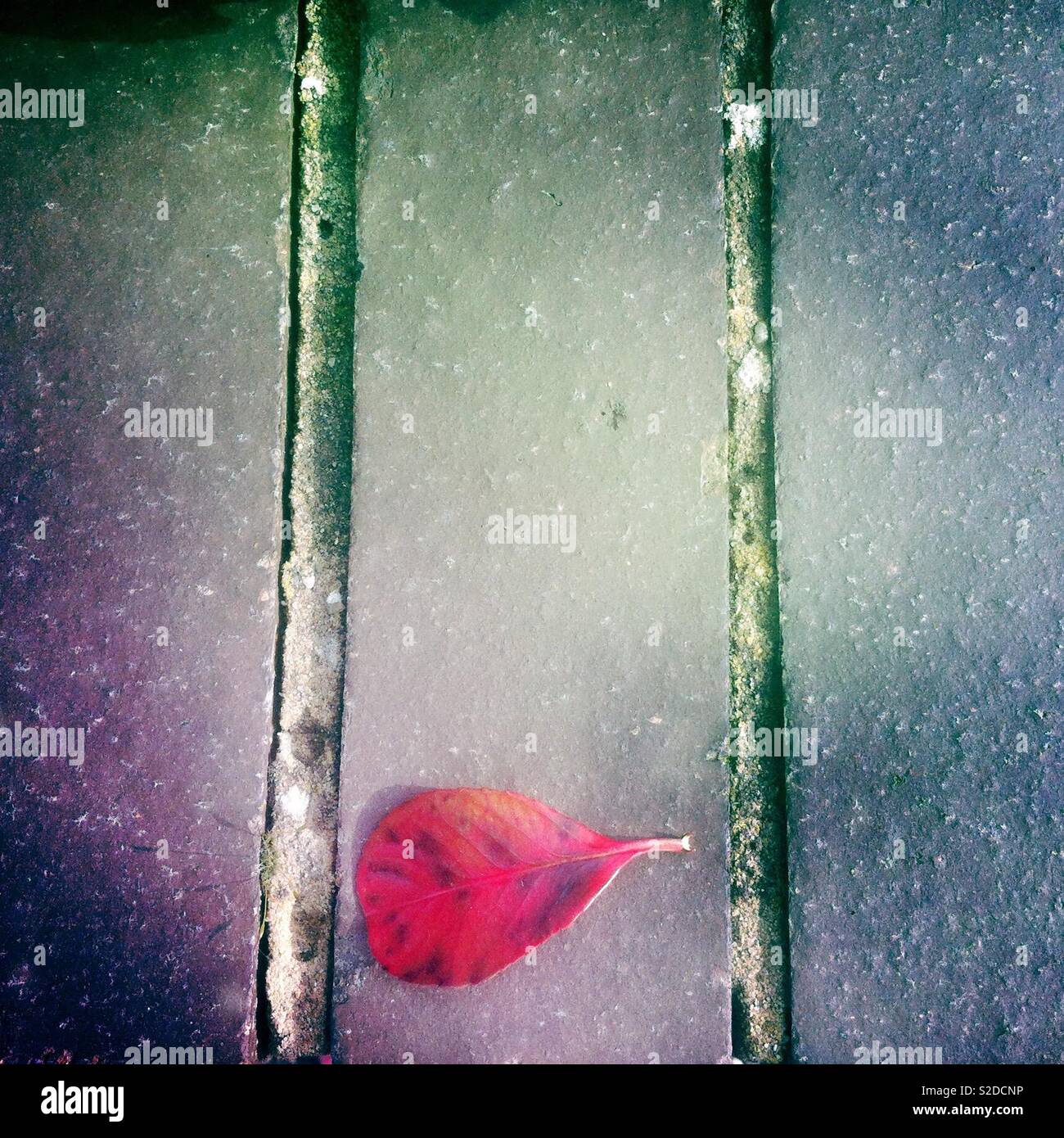 Single red Autumn leaf on a brick wall Stock Photo - Alamy