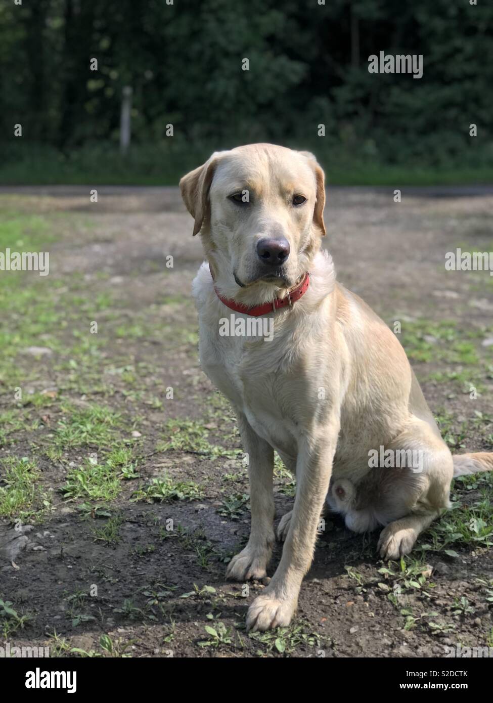 Good boy hi-res stock photography and images - Alamy
