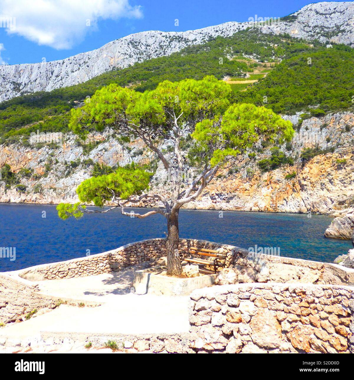 Tree in Croatia Stock Photo - Alamy
