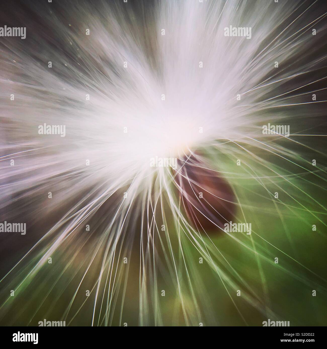 Airborne seed hi-res stock photography and images - Alamy