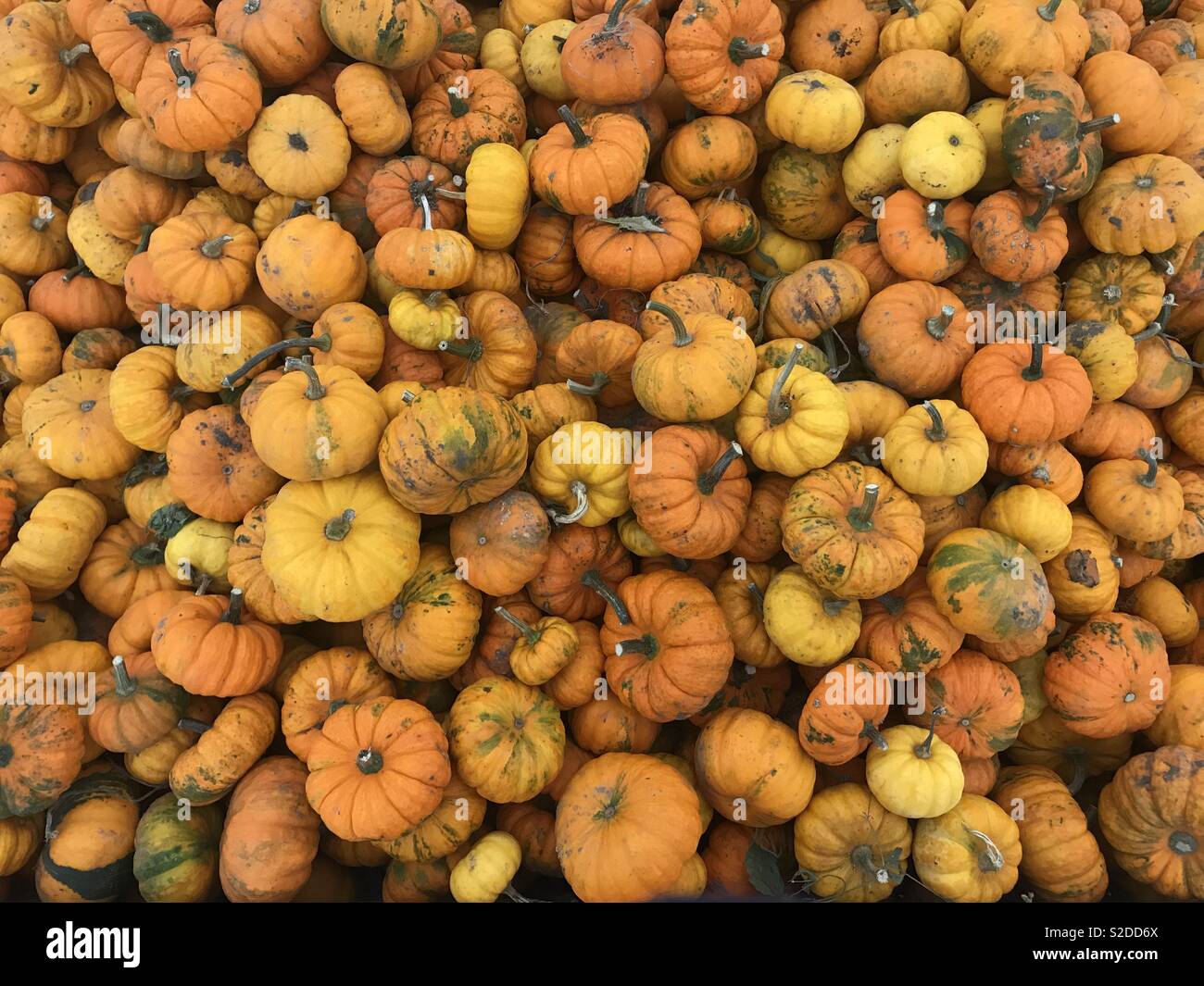 Munchkins hi-res stock photography and images - Alamy