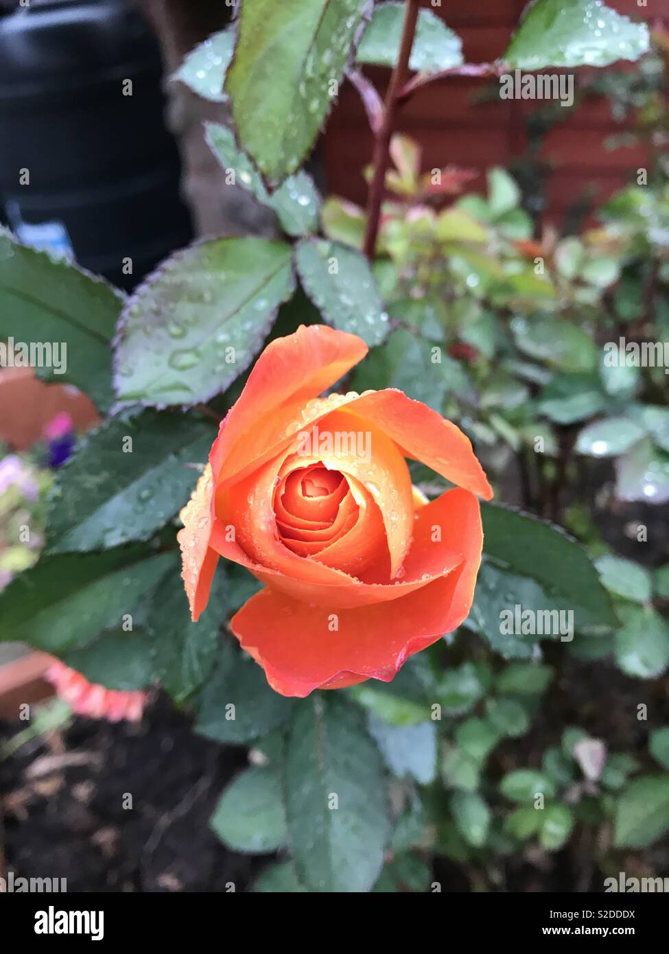 Budding rose hi-res stock photography and images - Alamy