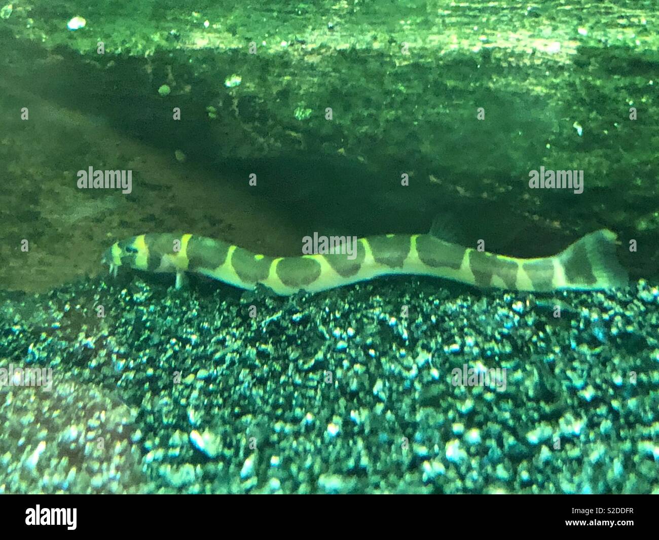 Loach fish hi-res stock photography and images - Alamy