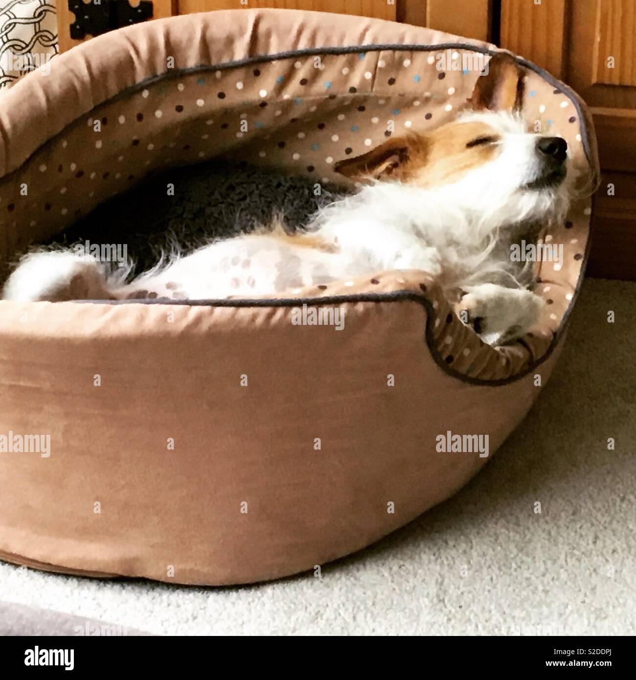 Dog napping hi-res stock photography and images - Alamy