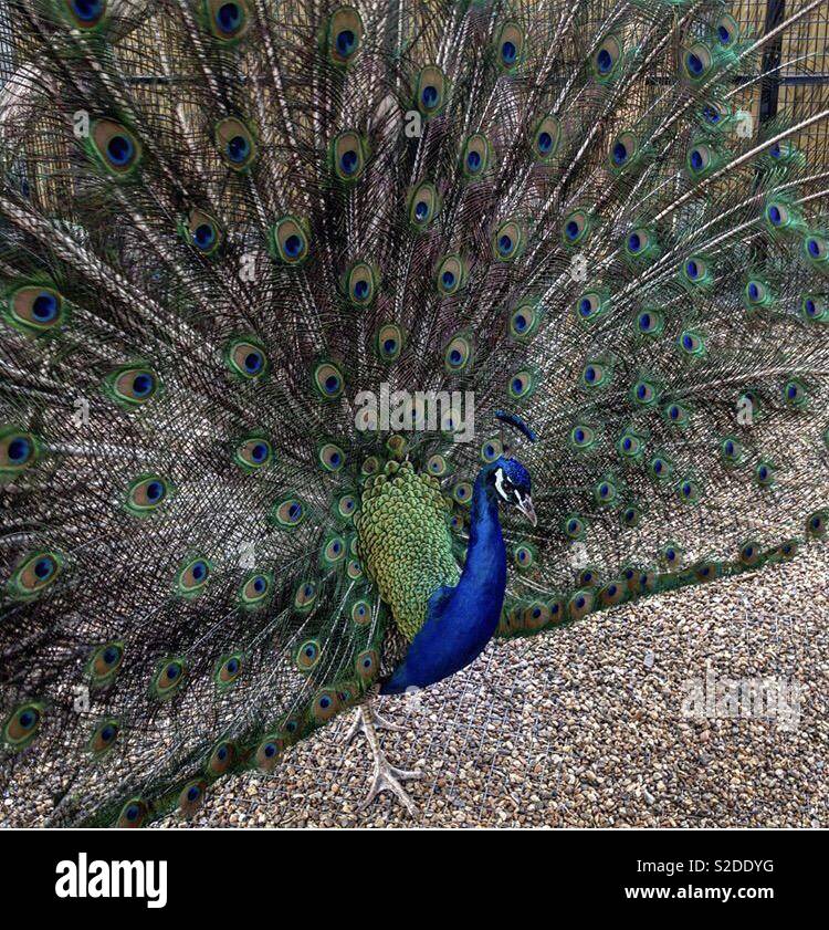 Dance peacock hi-res stock photography and images - Alamy