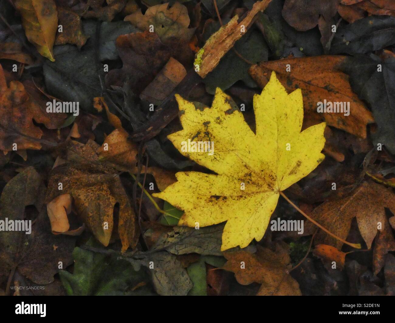 Autumn_gold hi-res stock photography and images - Alamy