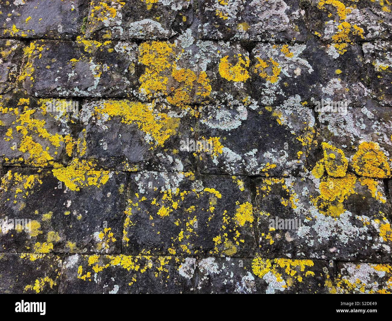 Primary Succession Lichens