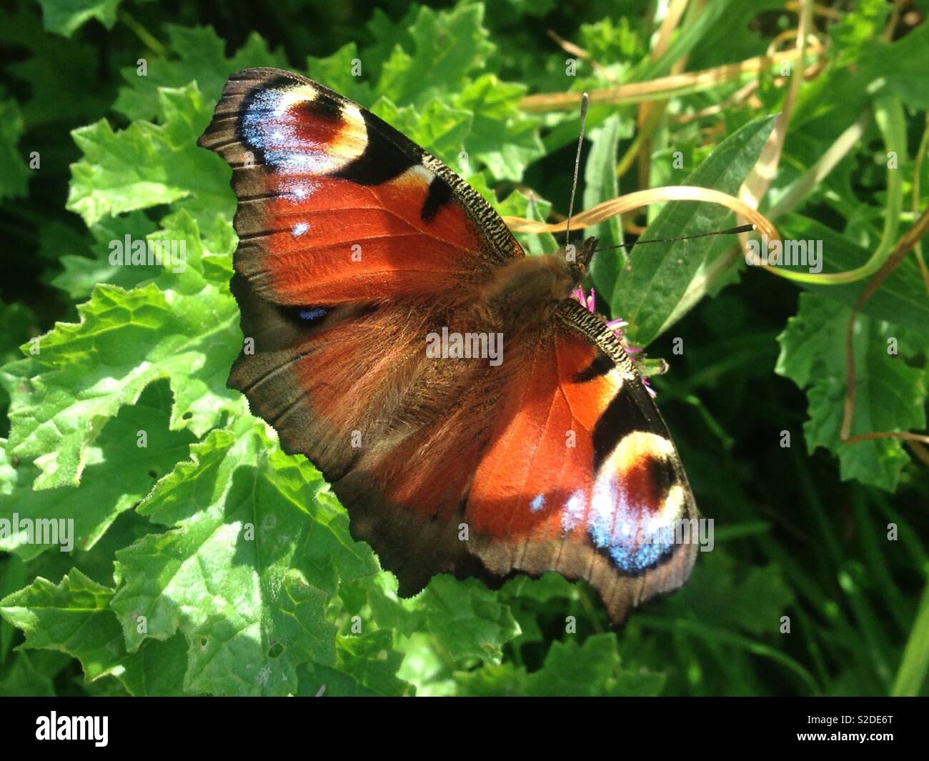 Colourful Peacock butterfly insect in the sunshine with wings open ...