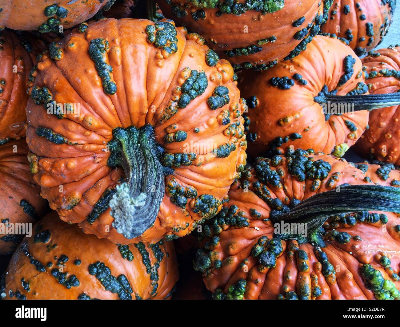 Warty texture hi-res stock photography and images - Alamy