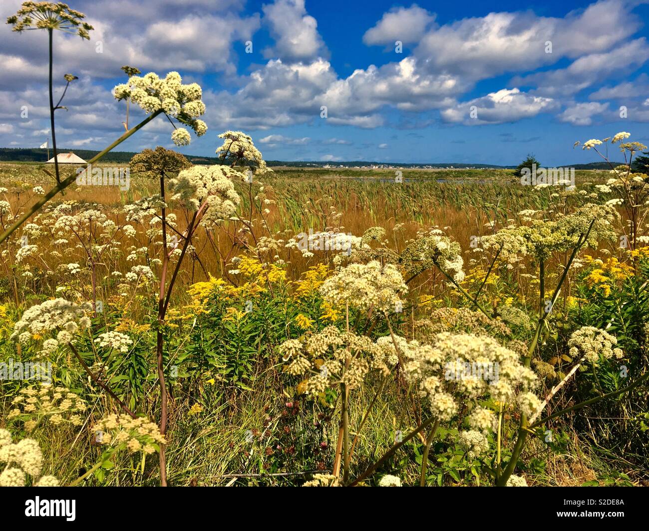 Wildflowers in Canadian field Stock Photo - Alamy