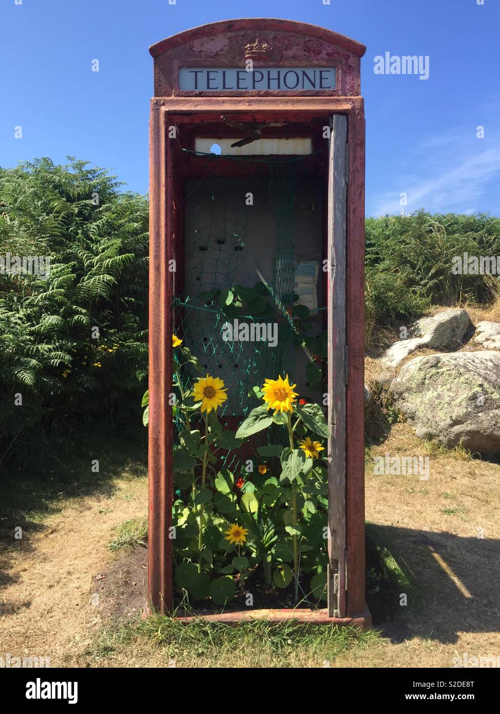 Abandoned British telephone box with sunflowers growing inside - Isles ...