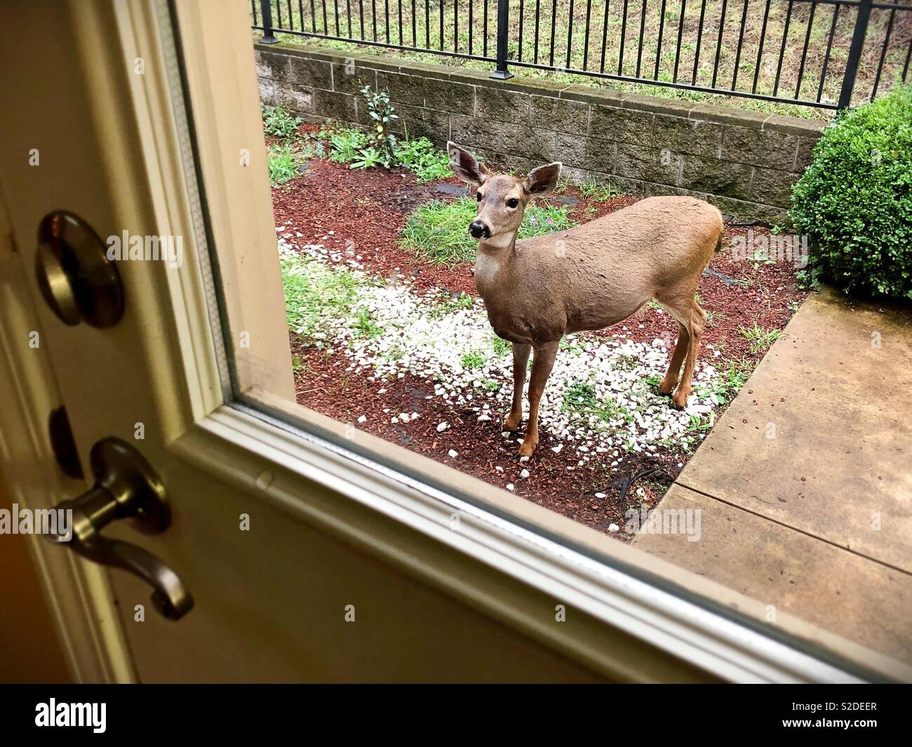 Deer looking through a window hi-res stock photography and images - Alamy