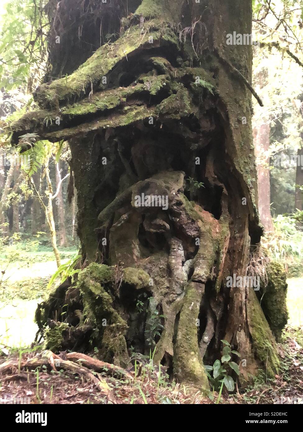 Alishan forest hi-res stock photography and images - Alamy