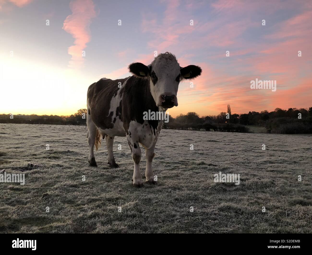 Fluffy cow hi-res stock photography and images - Alamy