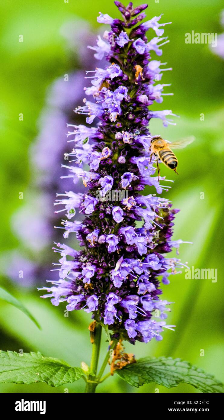 Pollenating pollenation hi-res stock photography and images - Alamy