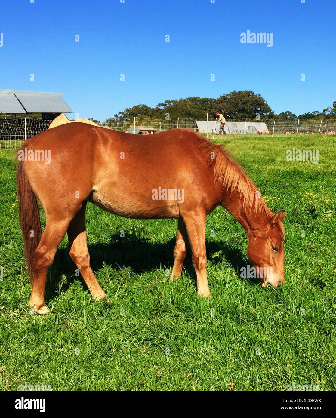 Golden horse hi-res stock photography and images - Alamy
