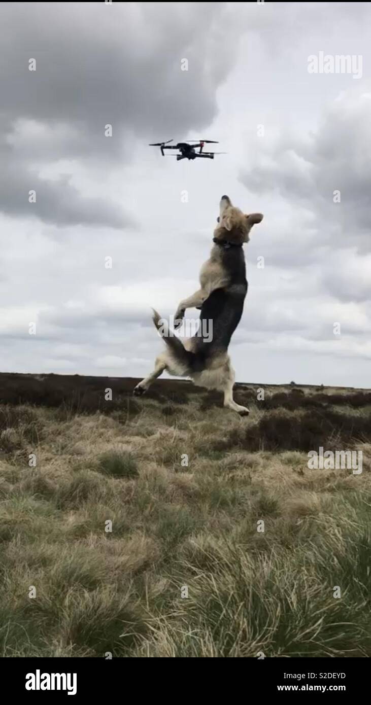 German shepherd chasing and try to catch magic pro Stock Photo - Alamy