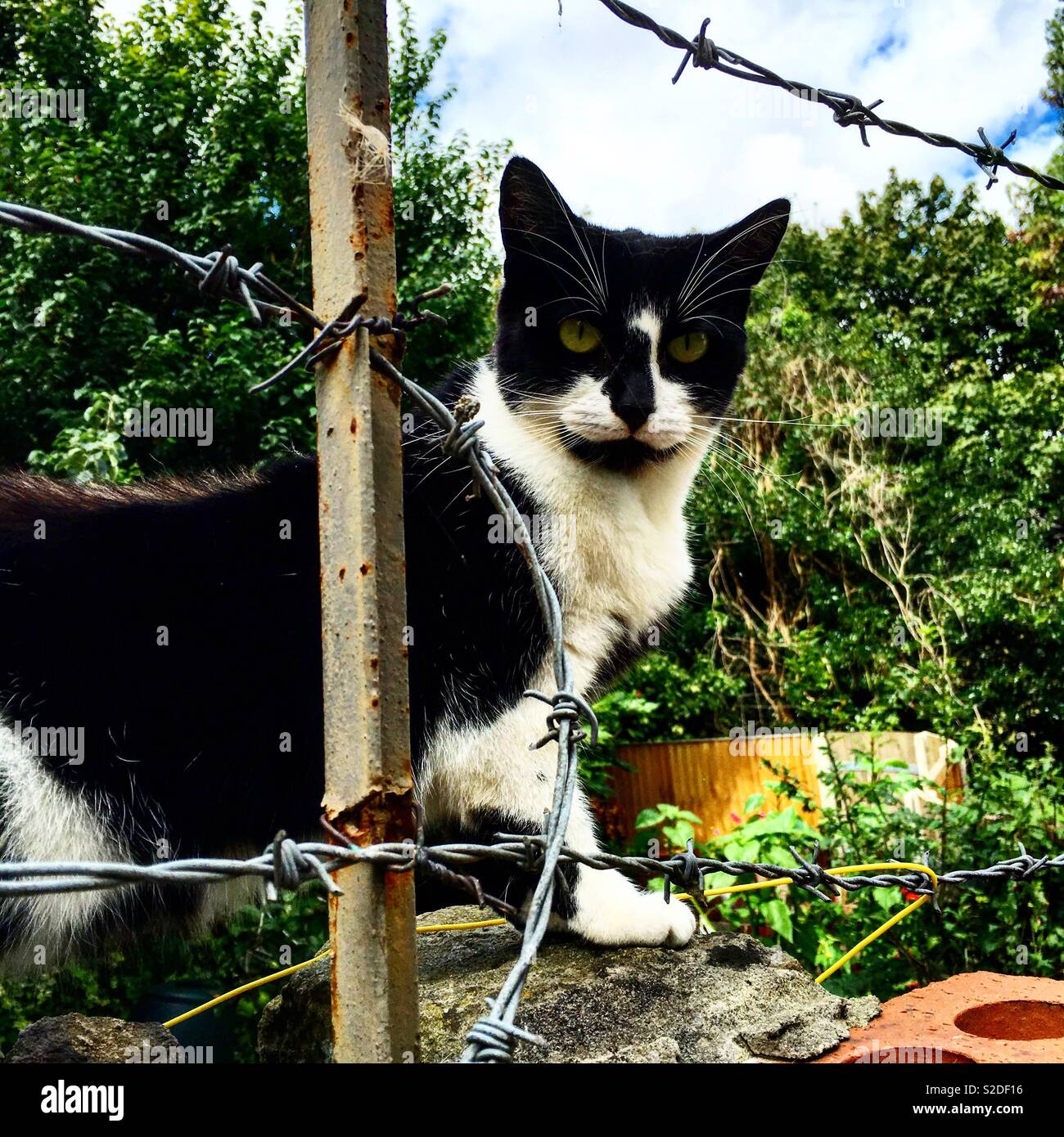 Cat escaping hi-res stock photography and images - Alamy