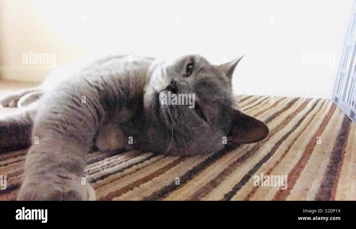 Lounging cat hi-res stock photography and images - Alamy