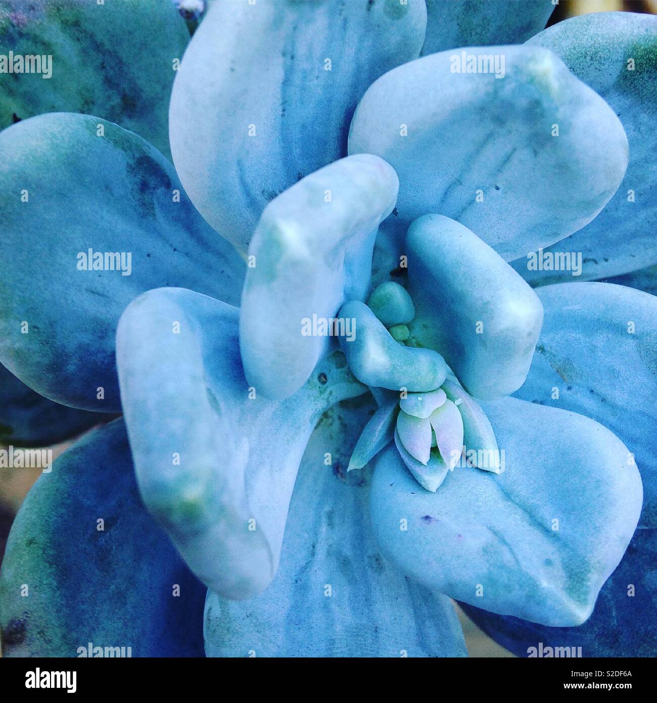 Succulent close up hi-res stock photography and images - Alamy