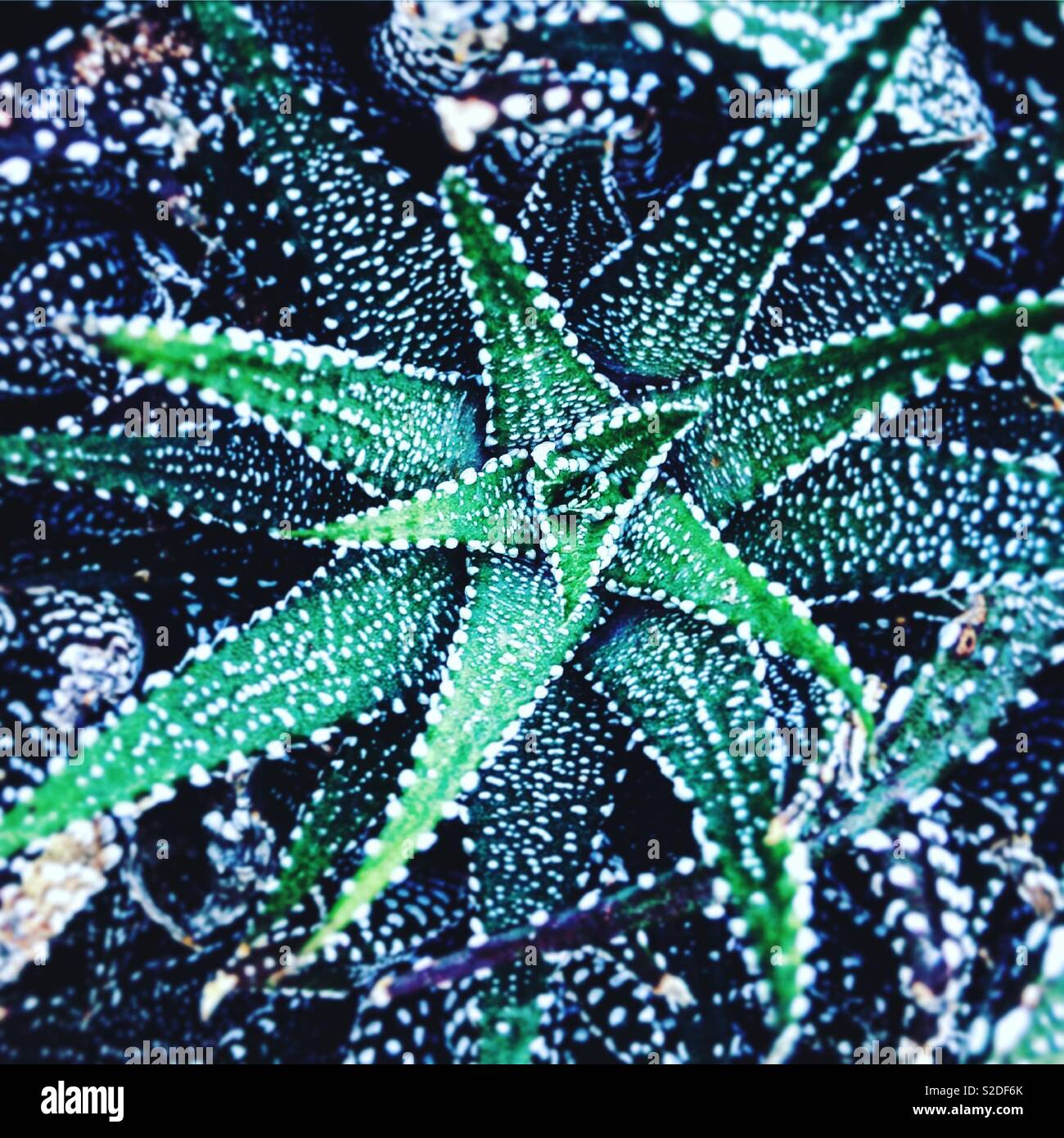 Star shaped succulent hi-res stock photography and images - Alamy