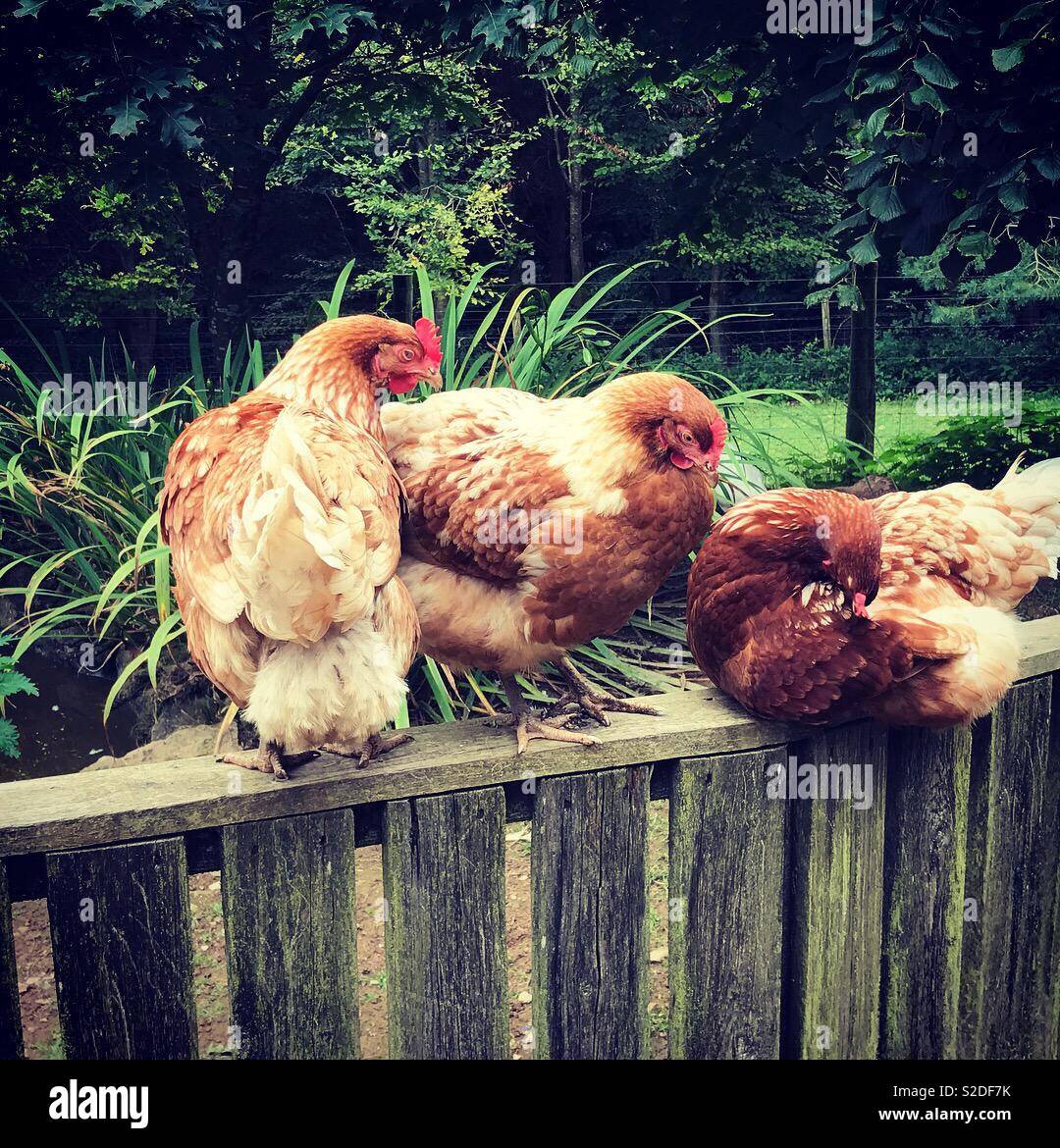 English chickens hi-res stock photography and images - Alamy