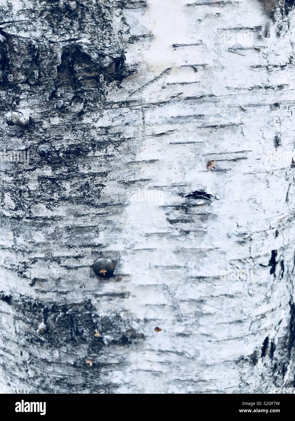 Detail tree bark Stock Photo - Alamy