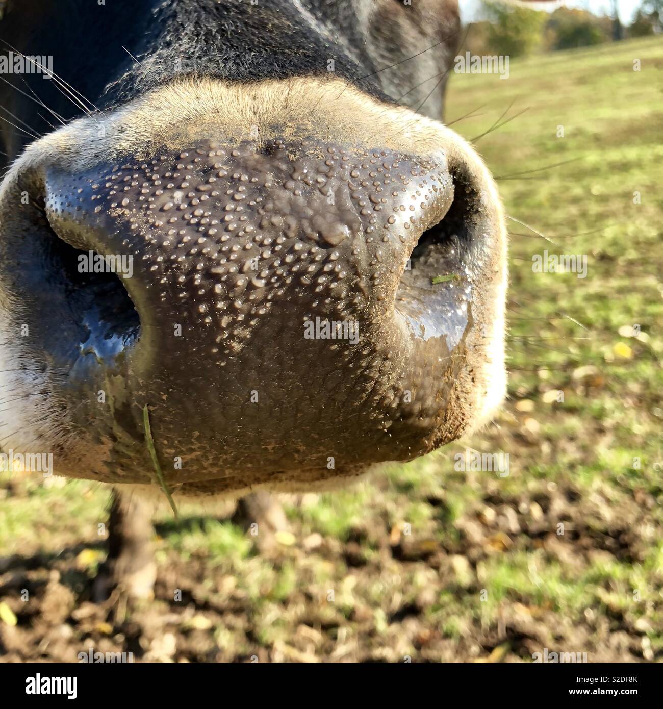 Wet nose hi-res stock photography and images - Alamy