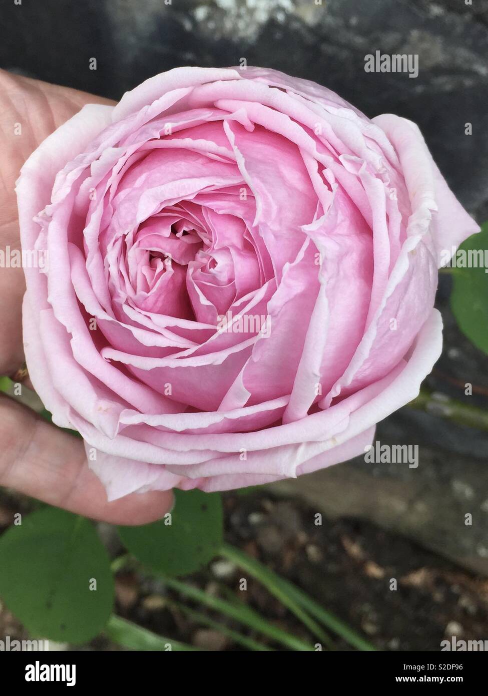 Dusky pink rose hi-res stock photography and images - Alamy