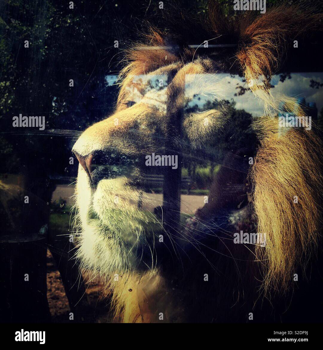 Lion reflection hi-res stock photography and images - Alamy