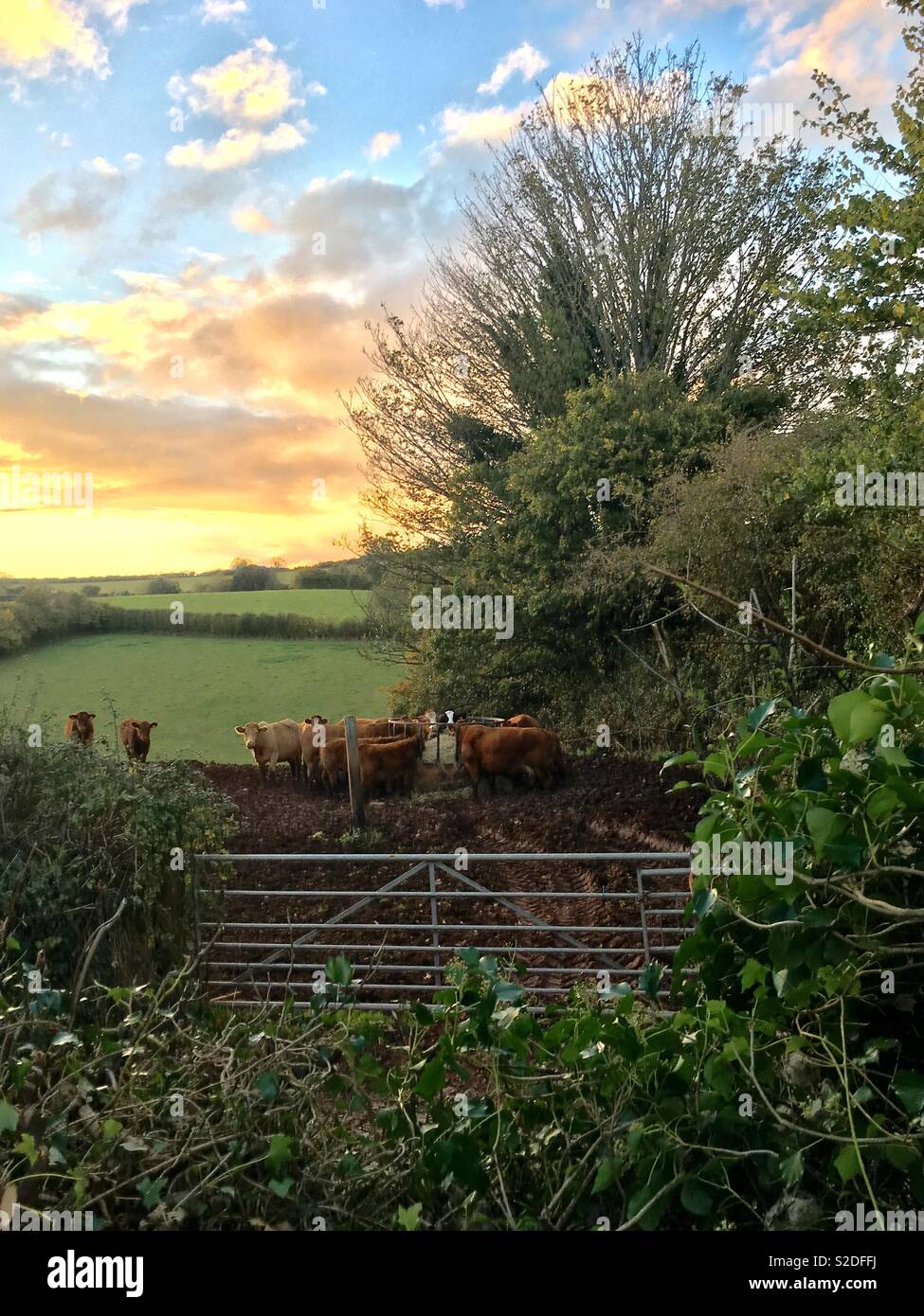 Dung feeding hi-res stock photography and images - Alamy
