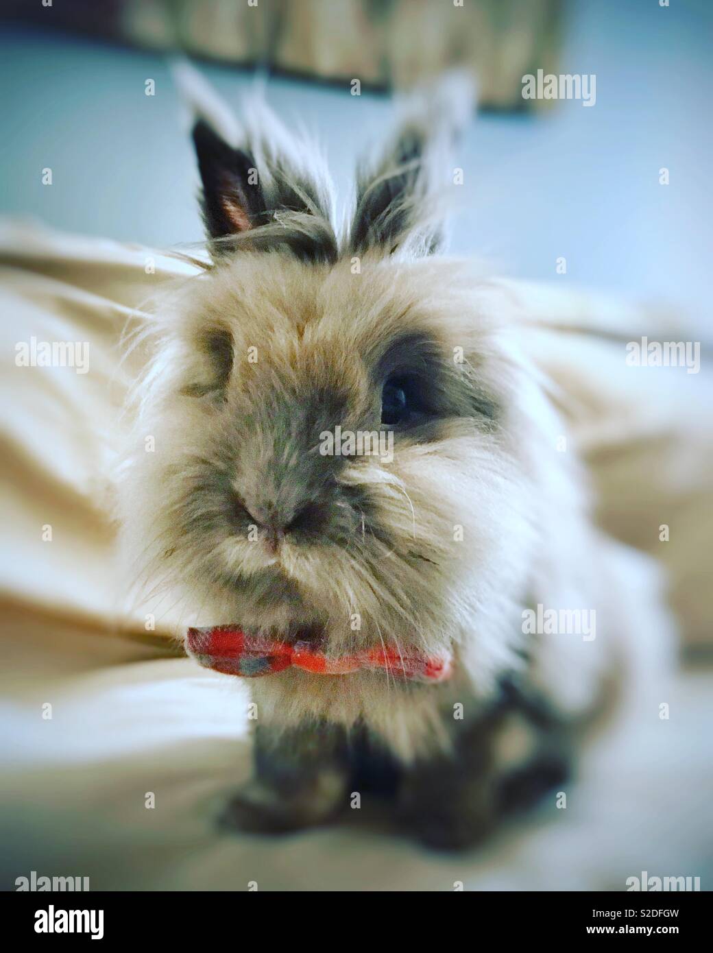 Bunny with bow hi-res stock photography and images - Alamy