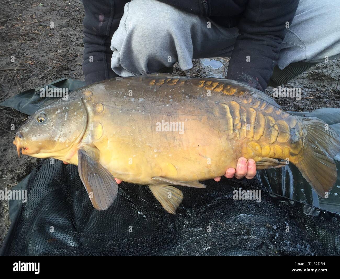 Carp lake hi-res stock photography and images - Alamy