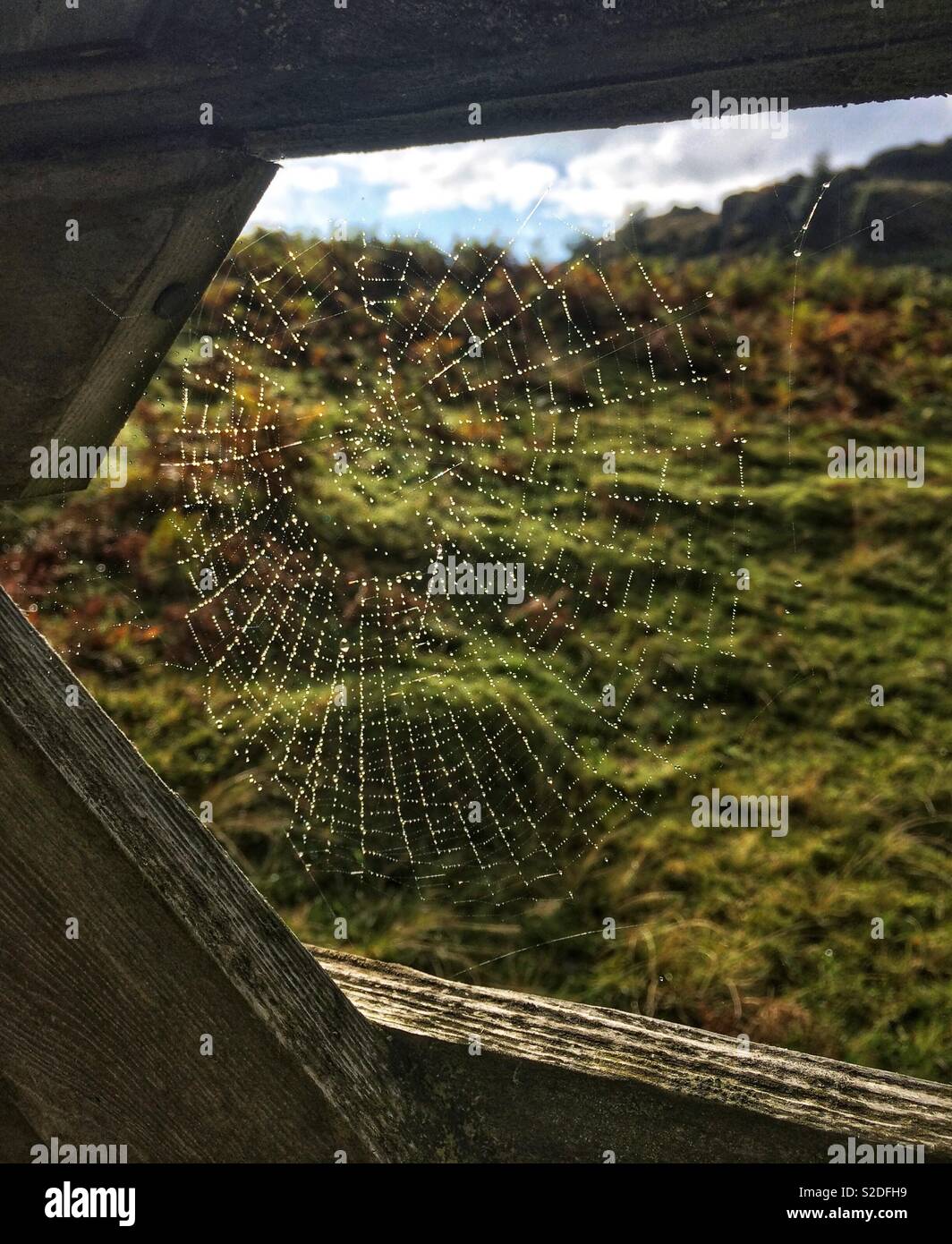 Spider web gate hi-res stock photography and images - Alamy