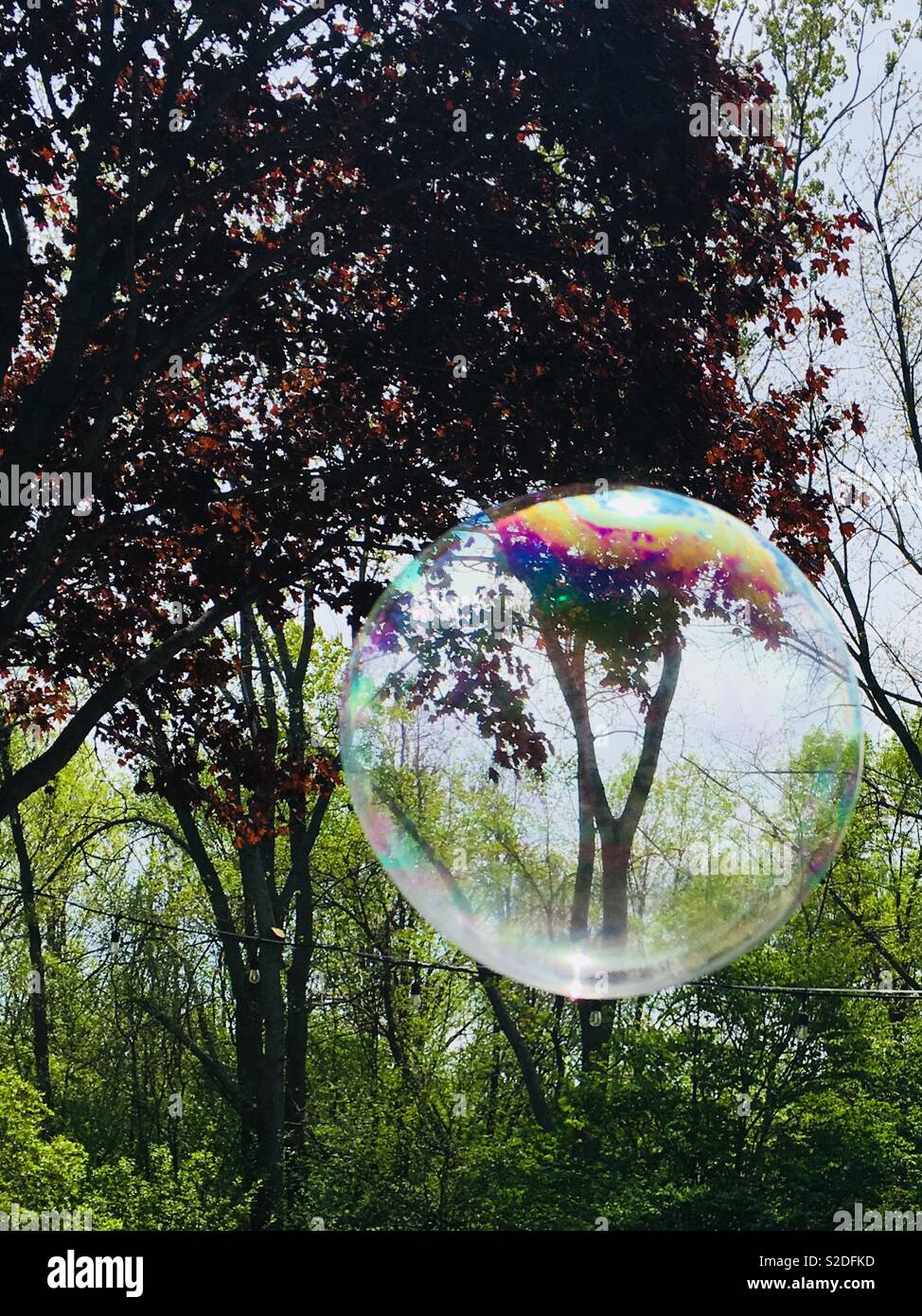 Bubble tree hi-res stock photography and images - Alamy
