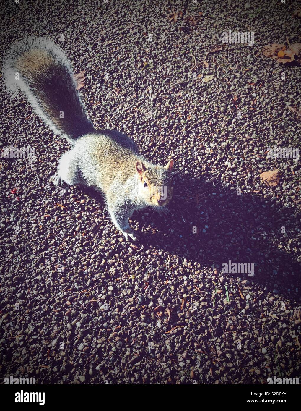 Tame squirrel hi-res stock photography and images - Alamy